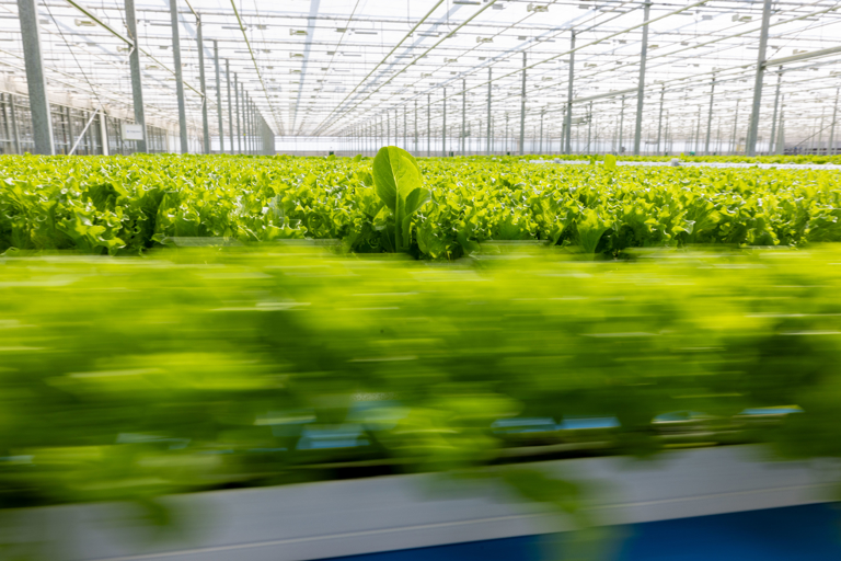 BrightFarms opens Yorkville greenhouse